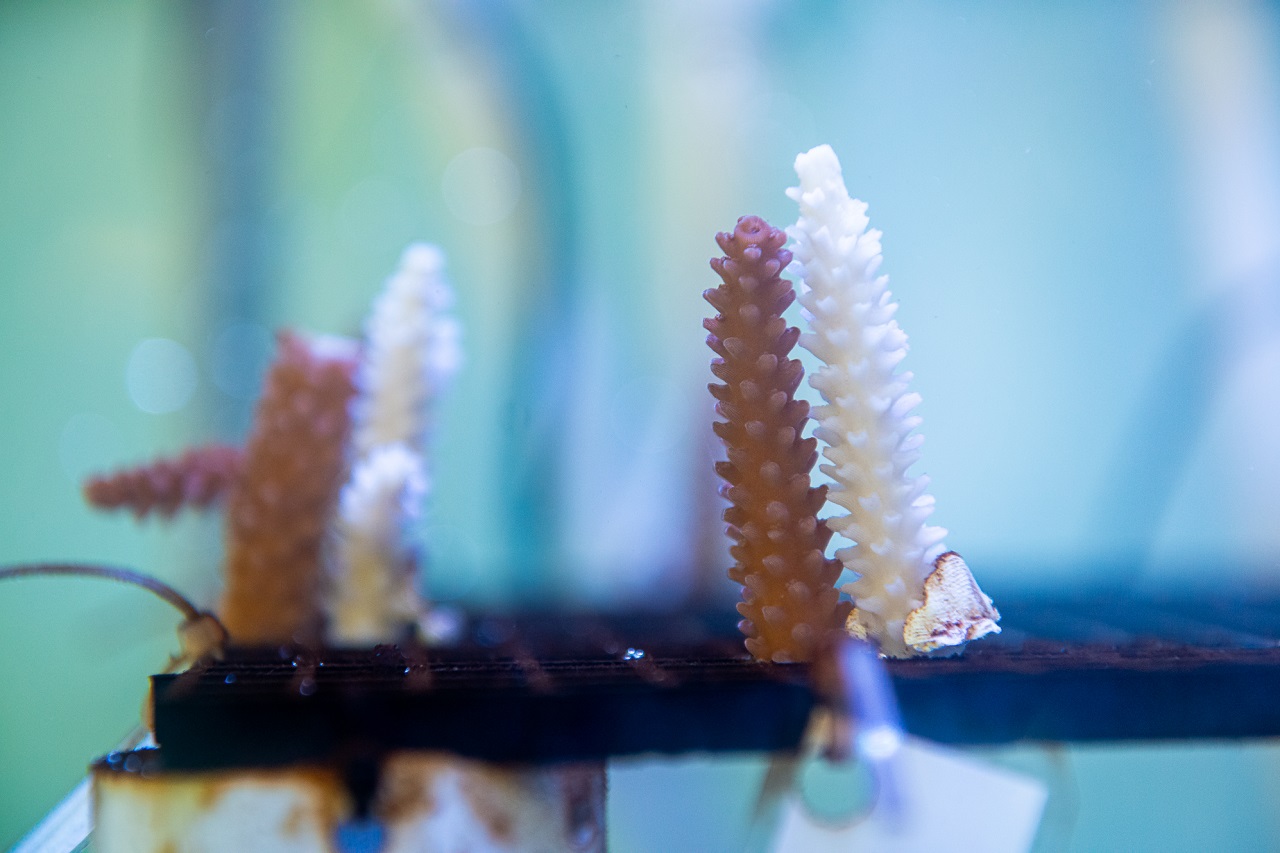 Iberostar opens its first on-land Coral Lab in Dominican Republic ...