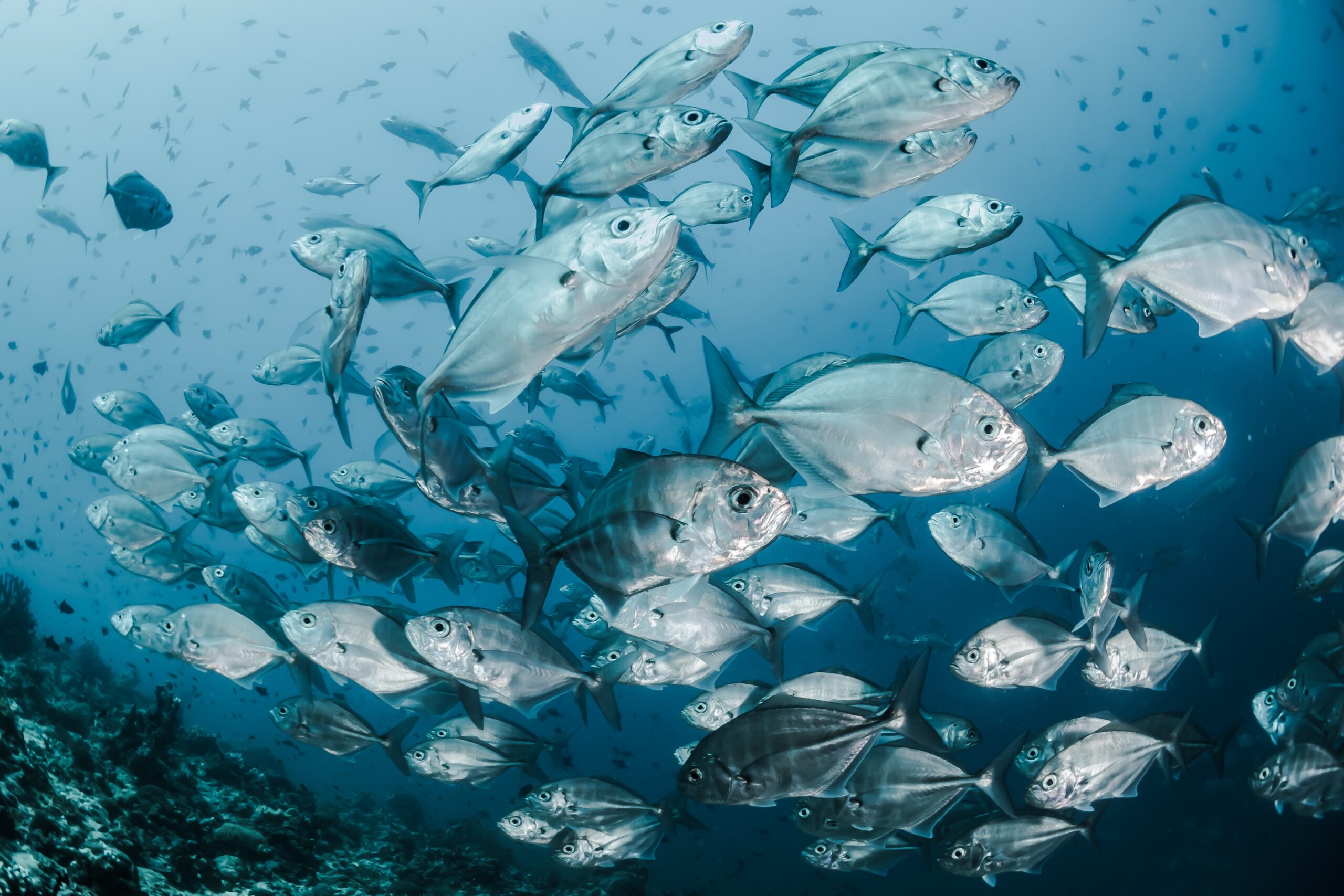 Roadmap to 100% Responsible Seafood by 2025 - Iberostar Wave of Change